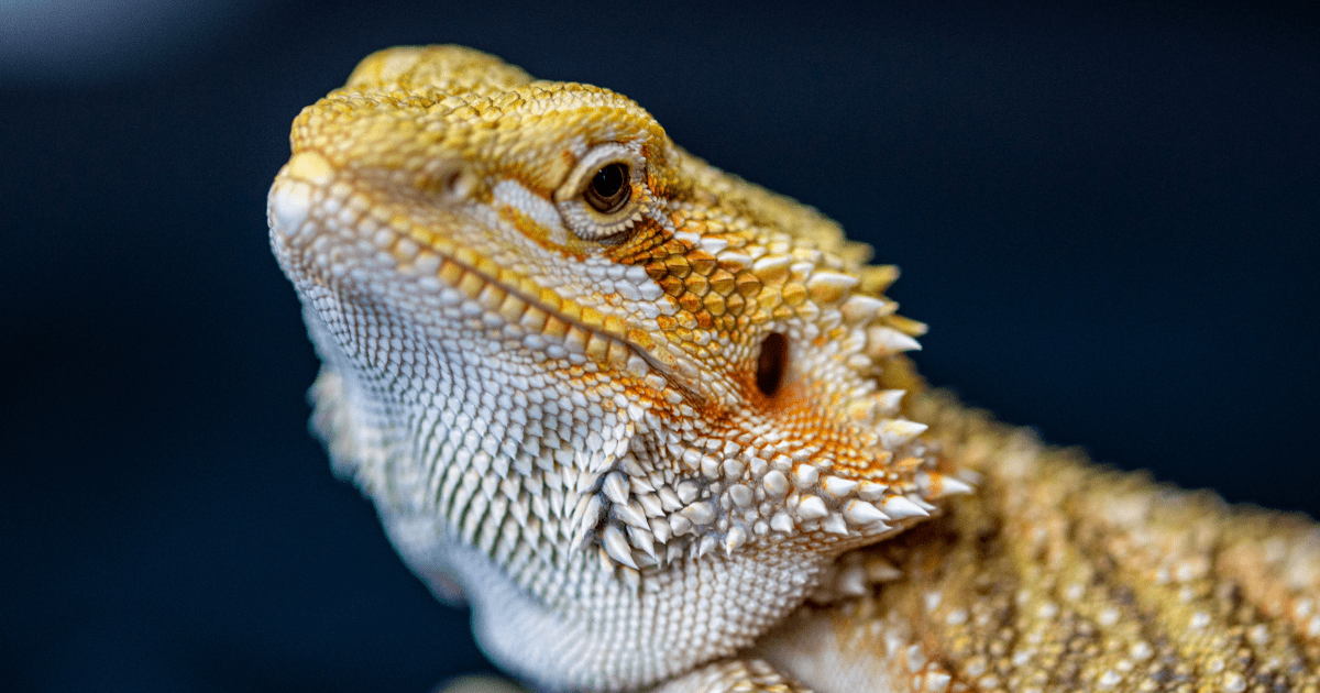 初心者でも飼いやすいトカゲの種類7選！基礎知識と入手方法も解説 | コーナンTips