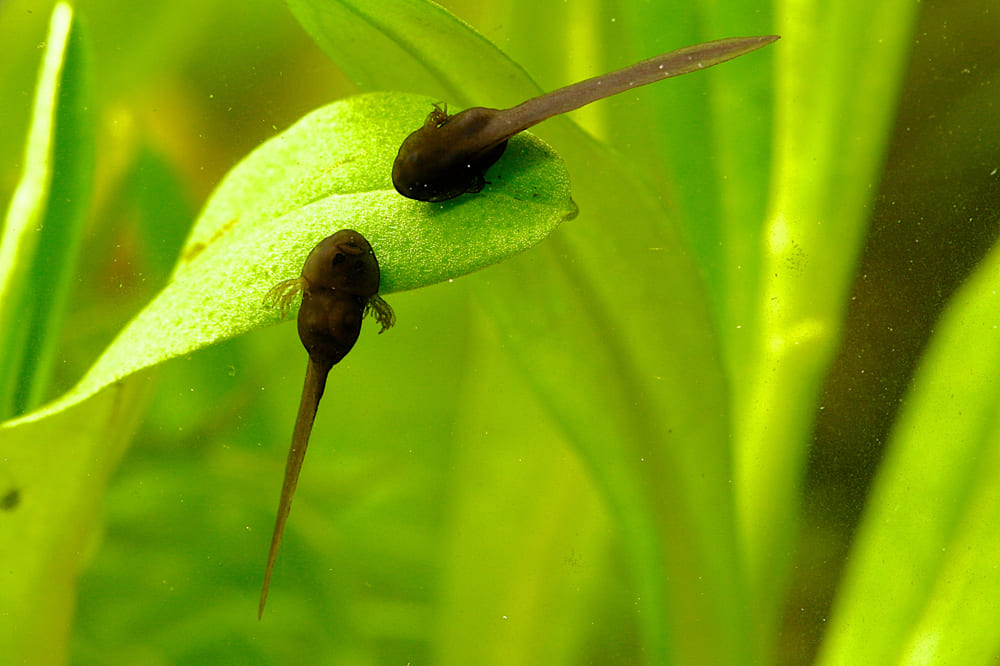 おたまじゃくしの上手な飼い方！種類の見分け方や飼育のポイントを紹介 | コーナンTips