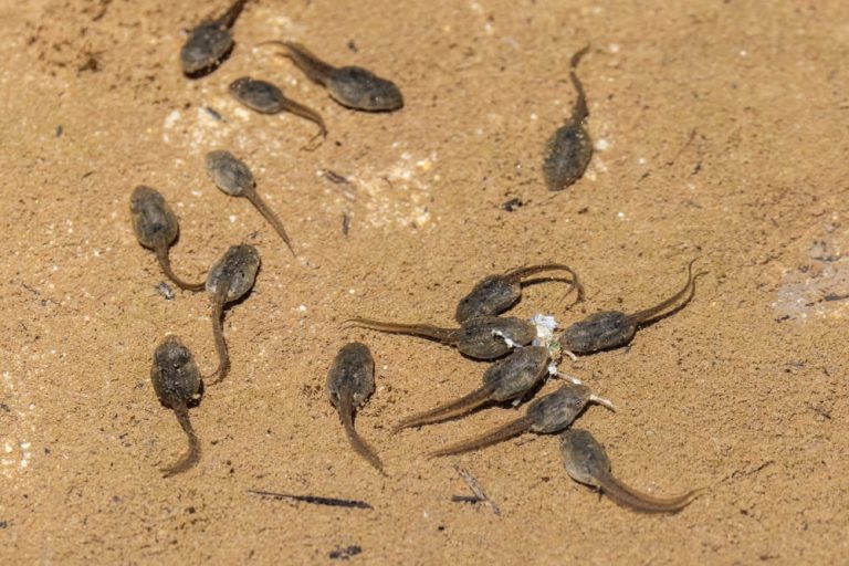 おたまじゃくしの上手な飼い方！種類の見分け方や飼育のポイントを紹介 | コーナンTips