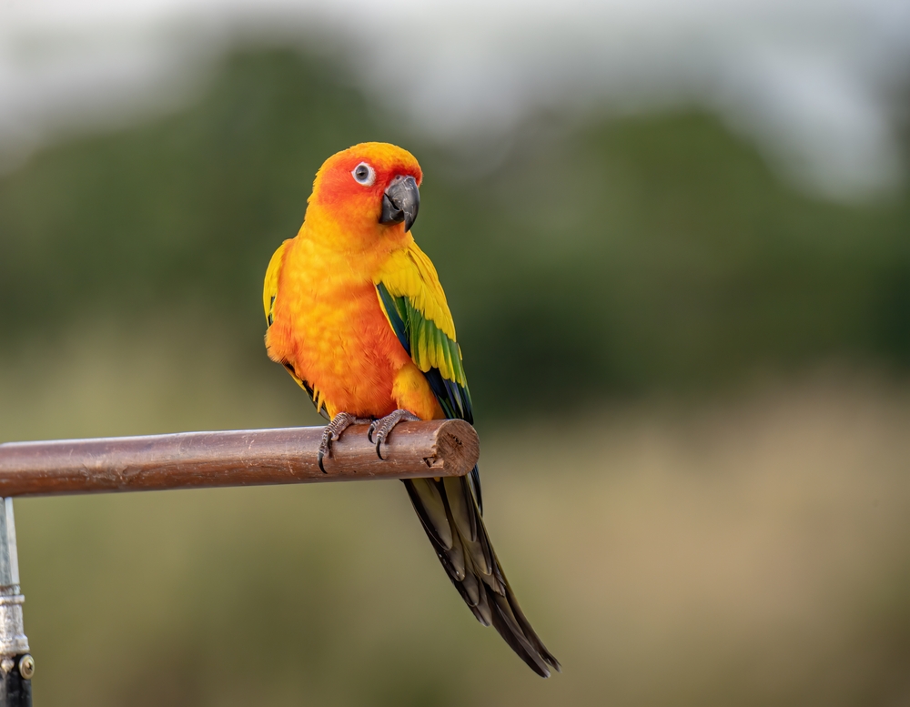 インコの飼い方ガイド！基礎知識や飼育に必要なものを詳しく紹介 | コーナンTips