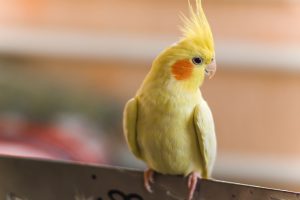 インコの飼い方ガイド！基礎知識や飼育に必要なものを詳しく紹介 | コーナンTips