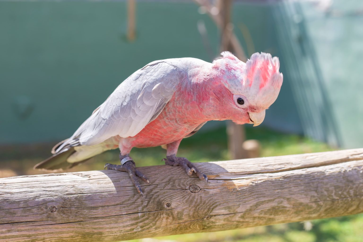 インコの飼い方ガイド！基礎知識や飼育に必要なものを詳しく紹介 | コーナンTips