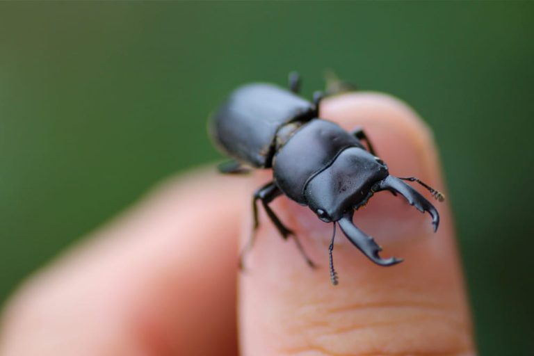 【初心者向け】クワガタの正しい飼い方｜飼育に役立つ基本情報と必要なもの | コーナンTips