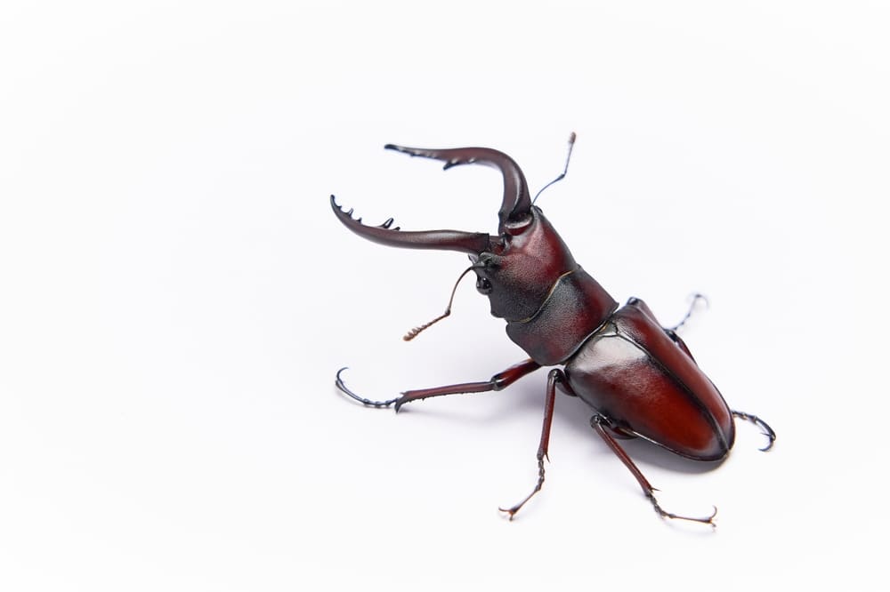 【初心者向け】クワガタの正しい飼い方｜飼育に役立つ基本情報と必要なもの | コーナンTips