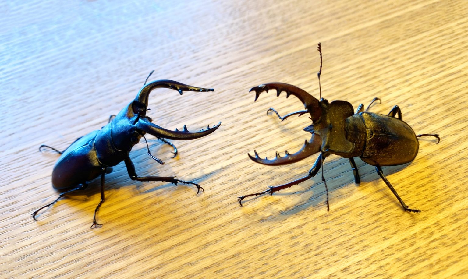 【初心者向け】クワガタの正しい飼い方｜飼育に役立つ基本情報と必要なもの | コーナンTips