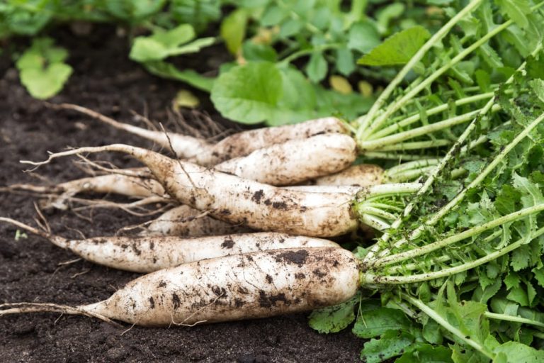 3月に植える野菜13選｜プランター栽培できるおすすめ野菜を紹介 | コーナンTips